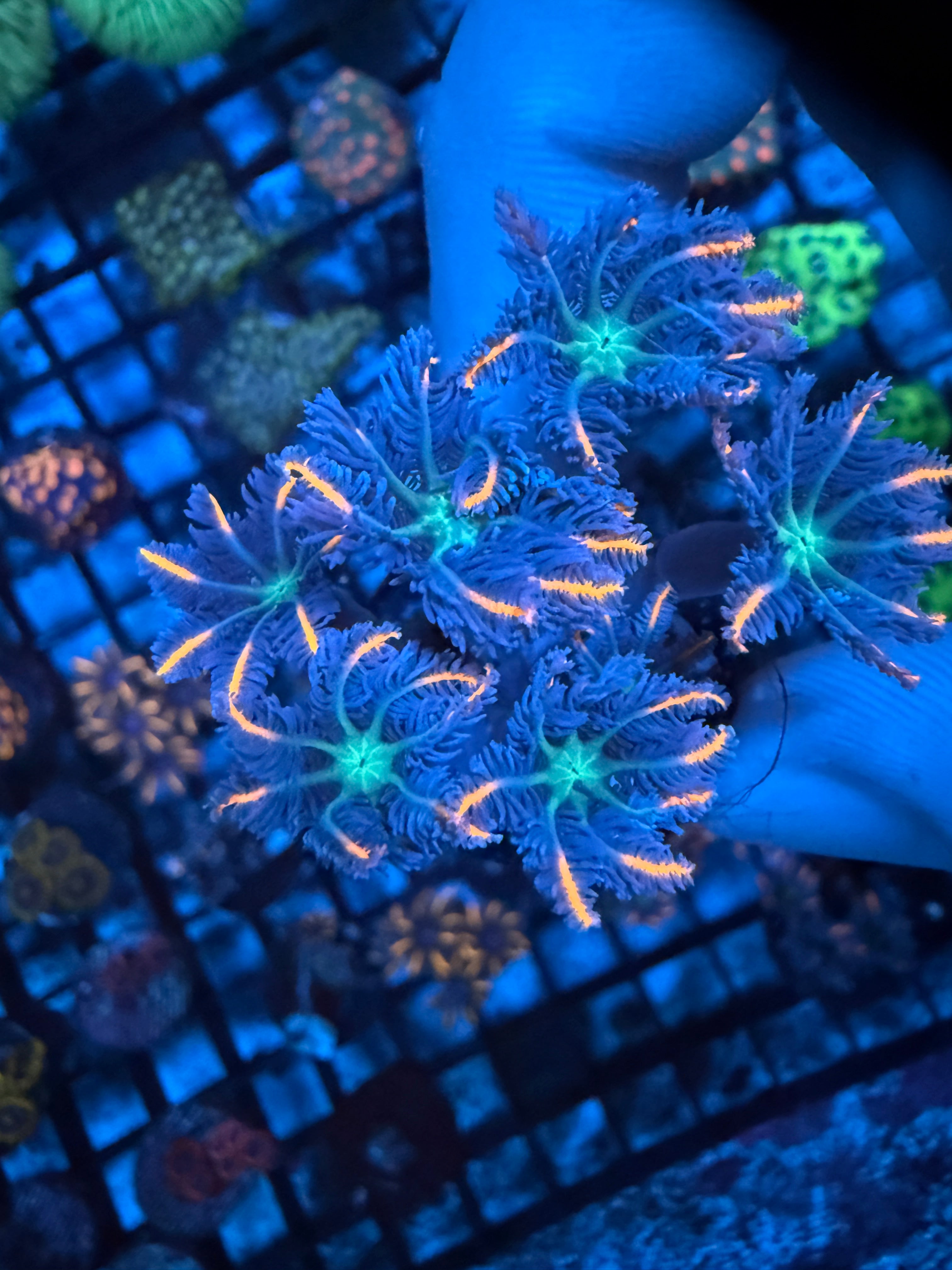 Firework Clove Polyp – Cady Corals