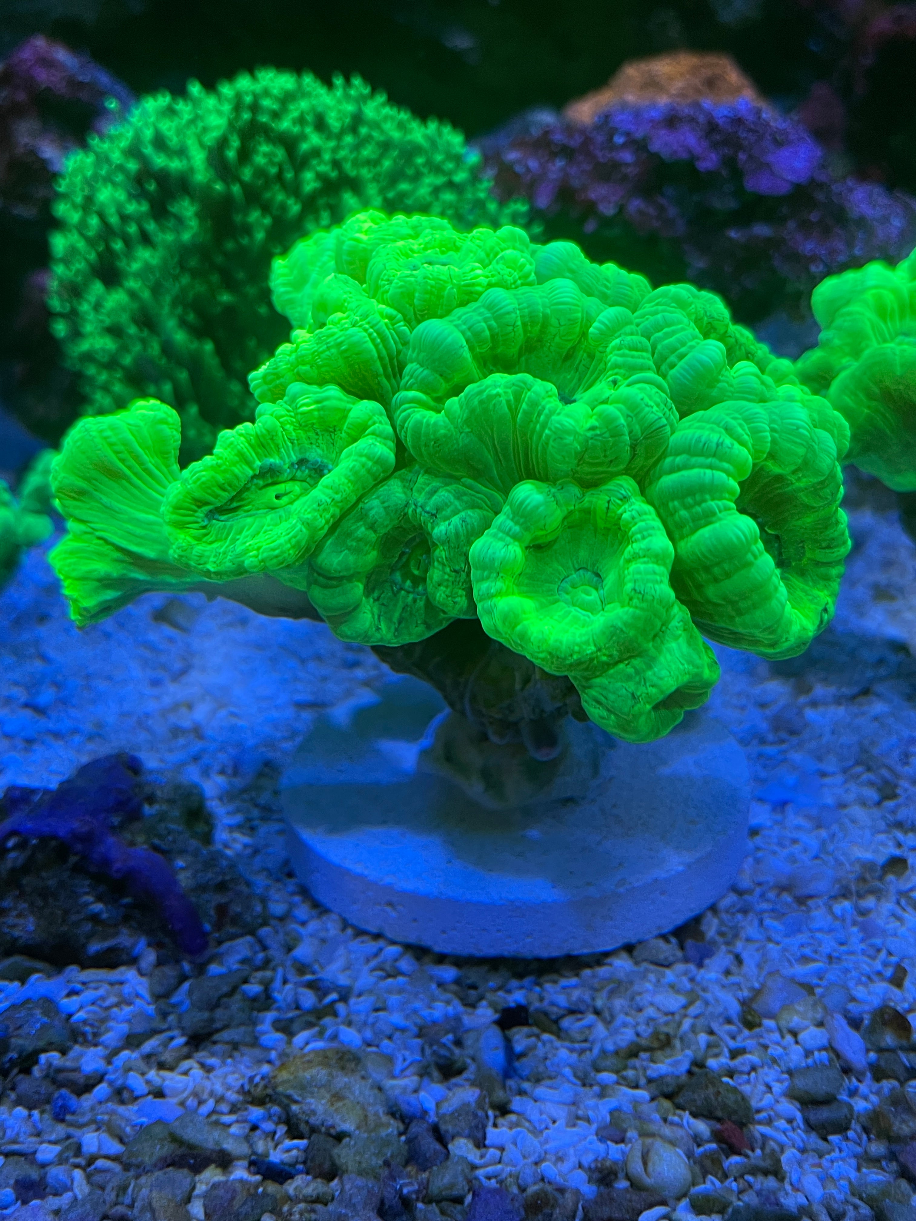 Kryptonite Candy Cane – Cady Corals